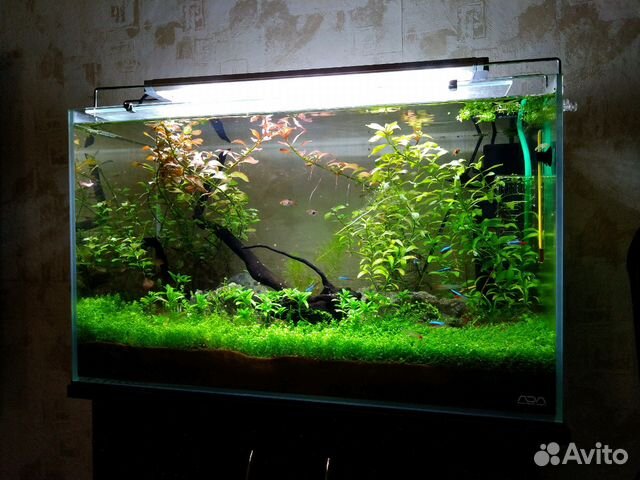 Акваскейп ADA Аквариум Японский Cube Garden 60-P