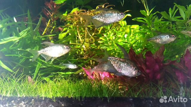 Стая Бриллиантовой тетры