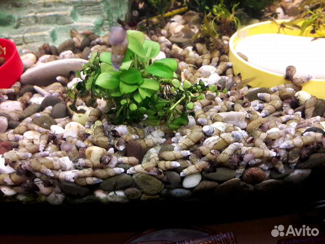 Бесплатно улитки Мелании