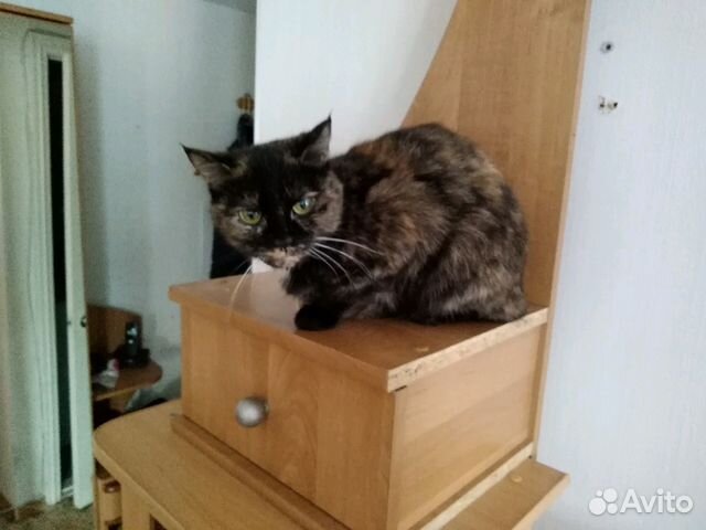 Кошечка Муля ищет дом