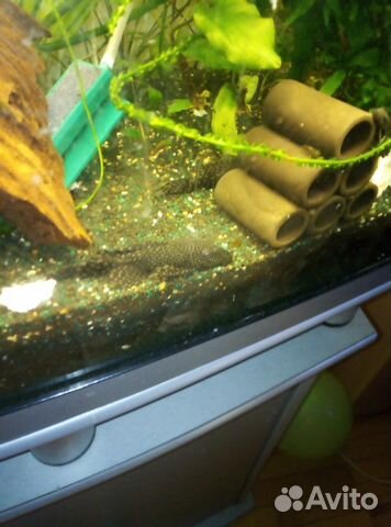 Отдам бесплатно анцитрусов