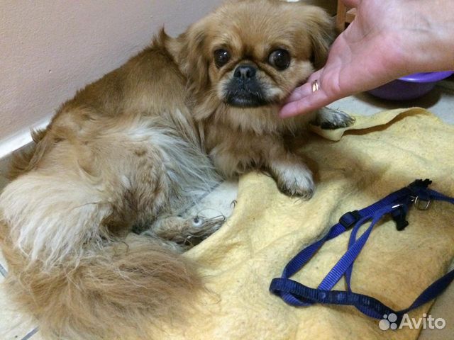 Найден Пекинес