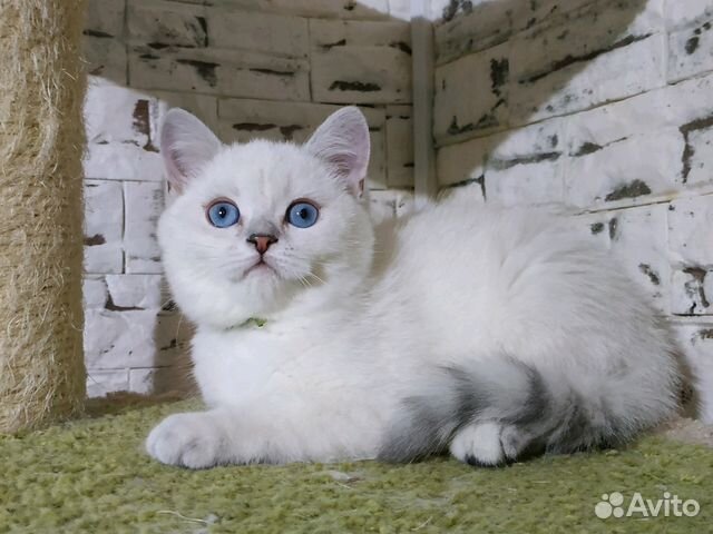 Британский кот 2