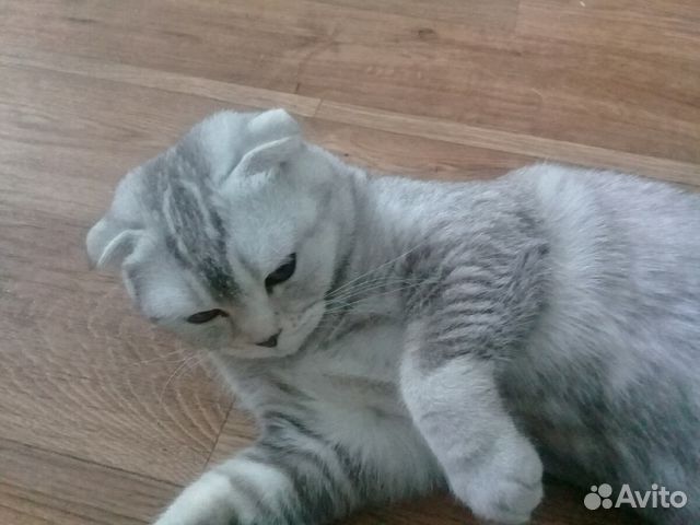 Шотландская