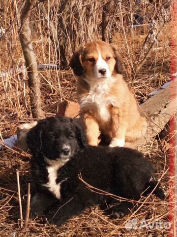 Рыжая дворянка ищет дом