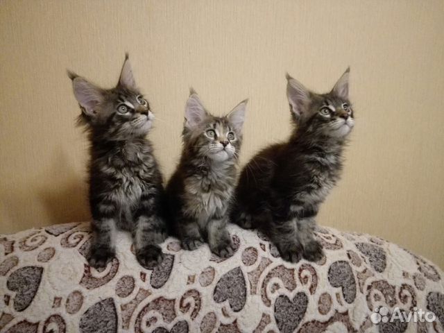 Котята с документами. Возможна рассрочка