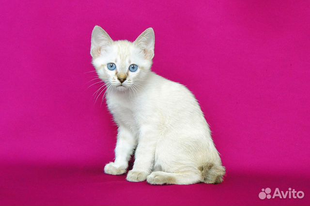 Котята меконги