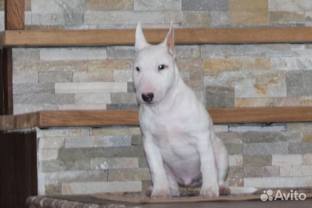 Мини бультерьер мальчик PLL-чистый