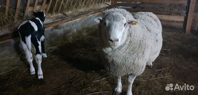 Баран племенной. Тексель