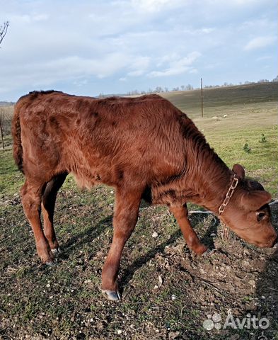 Теленок г. Керчь