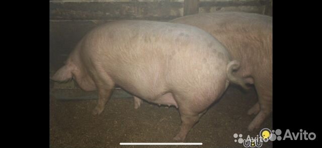 Свиньи живым весом