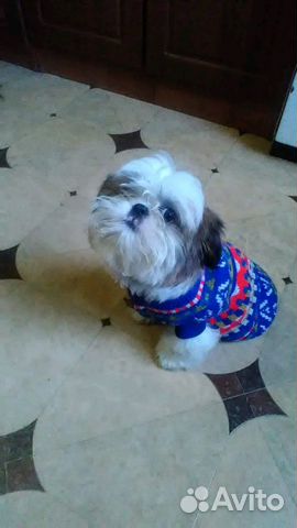 Бело-рыжая кукляшка