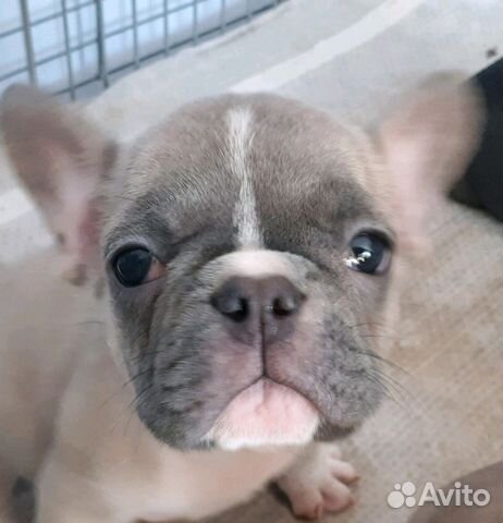 Французский бульдог Сладкий Пряник