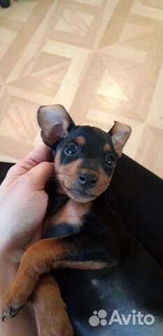 Минидоберманы