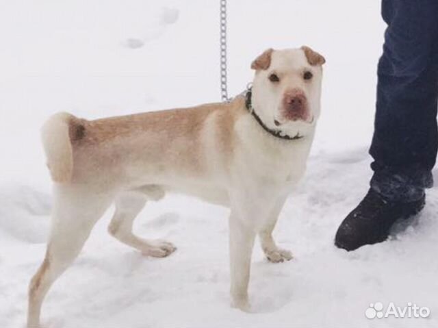 Вязка Шарпей (помесь)