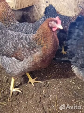 Инкубационное яйцо кур породы Билефельдер