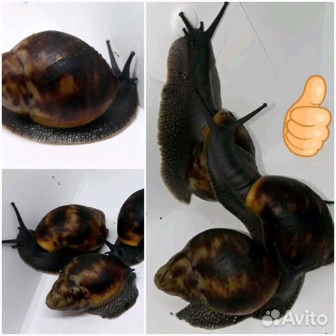 Гигантские Африканские улитки маргината-маргината