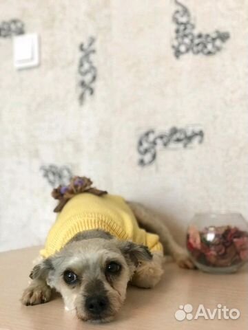 Метис пуделя