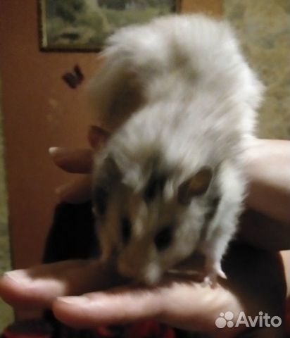 Хомяк сирийский (ангорский)