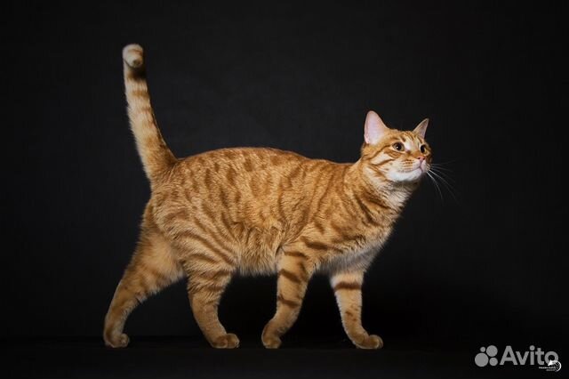 Ищет дом красавец Матвей