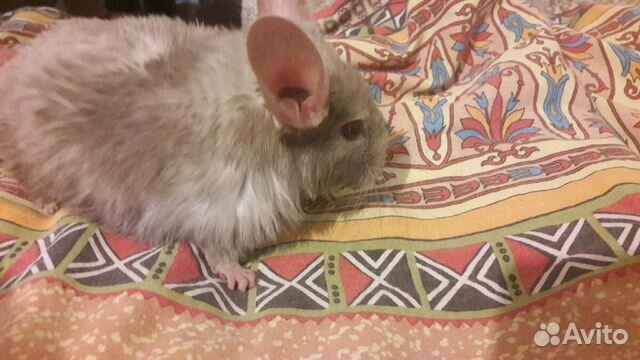 Шиншилла, мальчик пол года,гетеробеж,не кусается,р