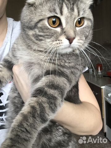 Вислоухий шатландец