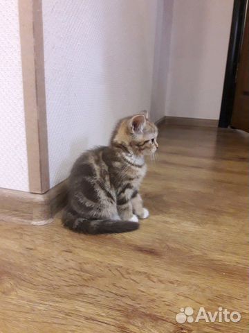 Шотландская кошечка