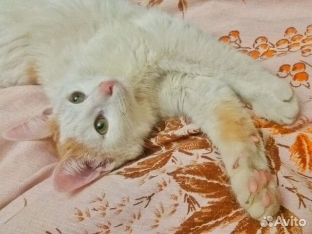 Умный воспитанный котик в добрые руки