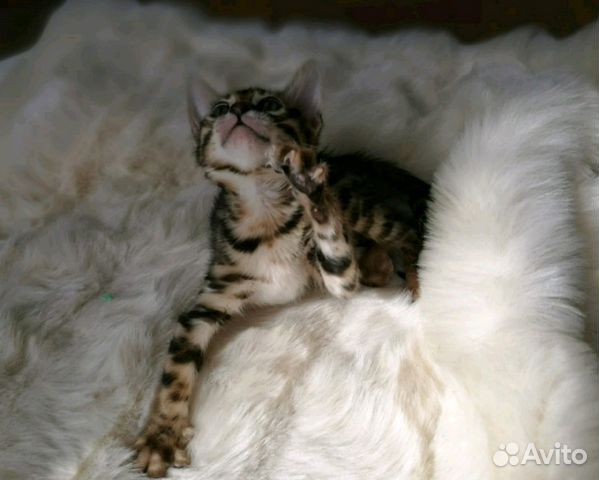 Бенгальская