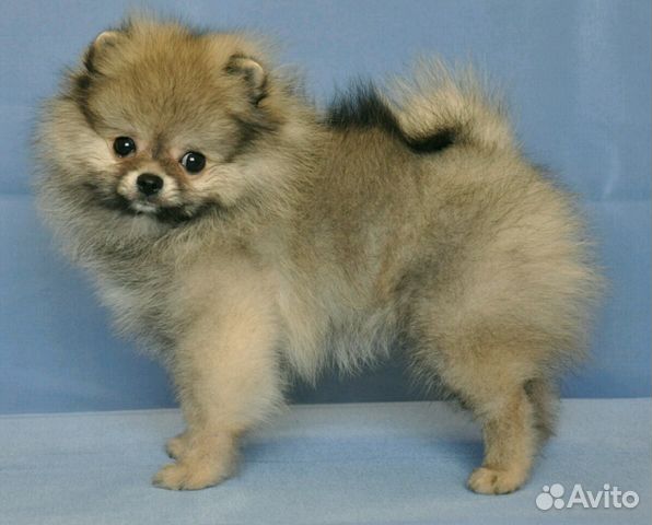 Щенок померанец