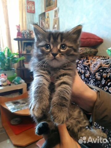 Котята Британцы Колор Пойнт