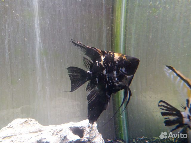 Водорослеед,скалярки, блю демпси возможно обмен