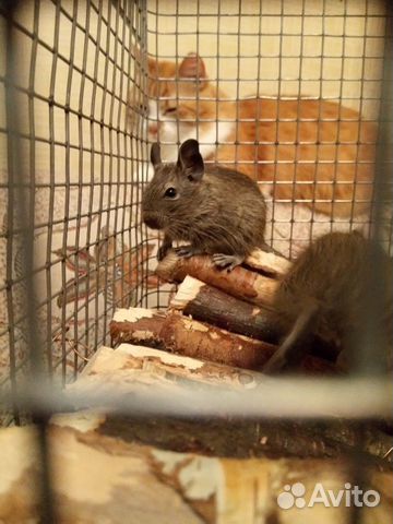 Продаем чилийских белок дегу