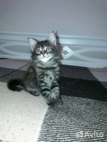 Суперкотята