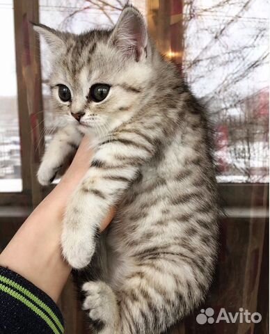 Шотланские малыши