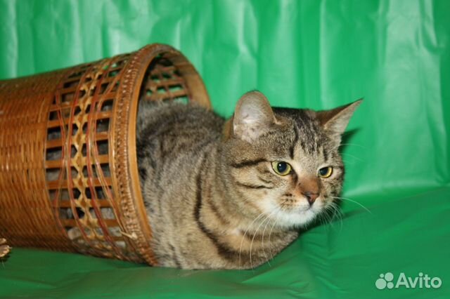 Ася, возраст 11 мес, полосатая,серая, гладкошерстн