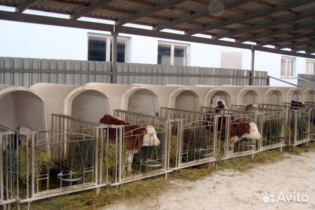 Бычки, телята Симментал Швиц