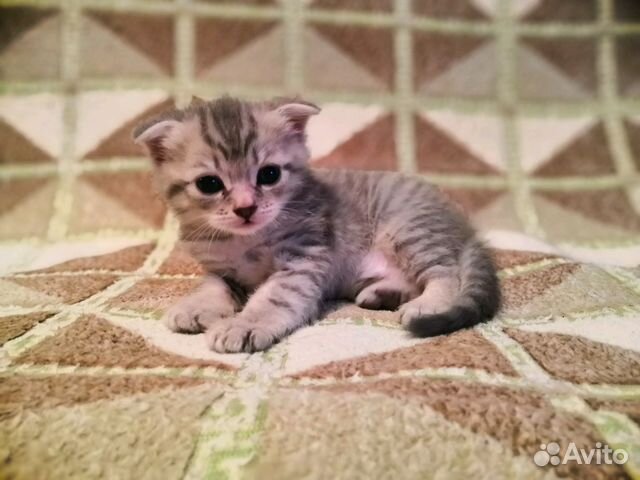 Шотландский мальчуган