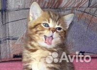 Симпатичная серая кошечка