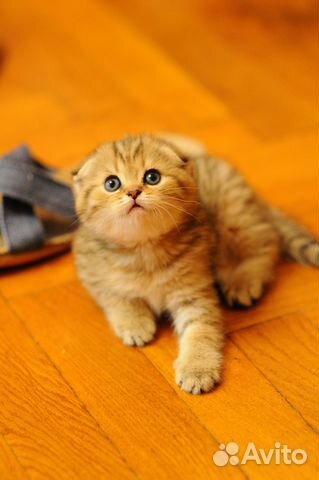 Шотландские котята золотого окраса