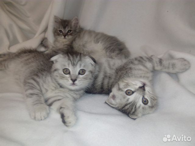 Шотландские котята