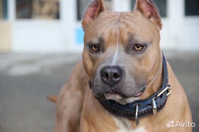 Стаффордширский терьер