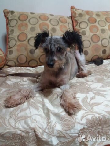 Красавица Монечка