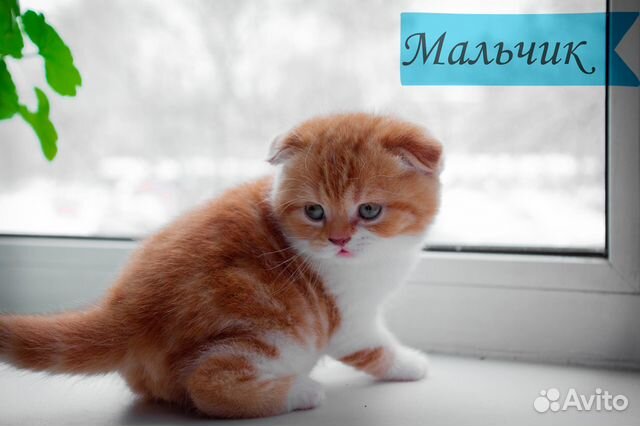 Шотландские котята вислоухие и страйт