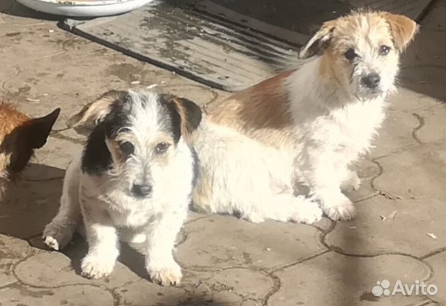 Щеночек -звоночек и дружок в дом