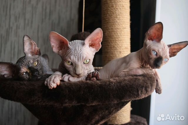 Лунные кошки