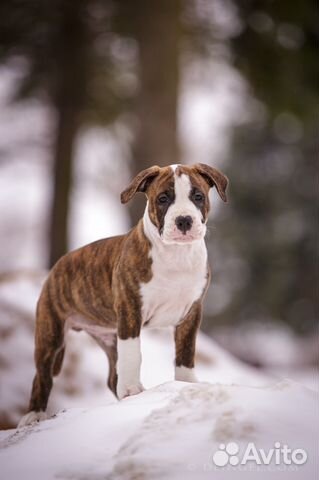 Щенок амстаффа питомник РКФ (мама импорт Венгрия)