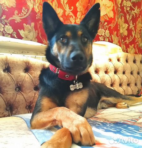 Афоня, 1 год