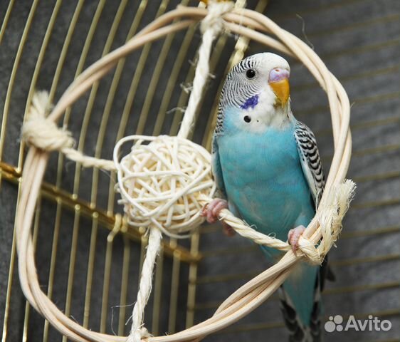 Волнистые попугаи. Голубые красавцы