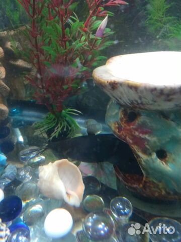 Мешкожаберный сом